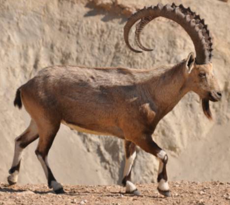 Animal con i ️ ( ˘v˘ ) Lista completa de Animales con i